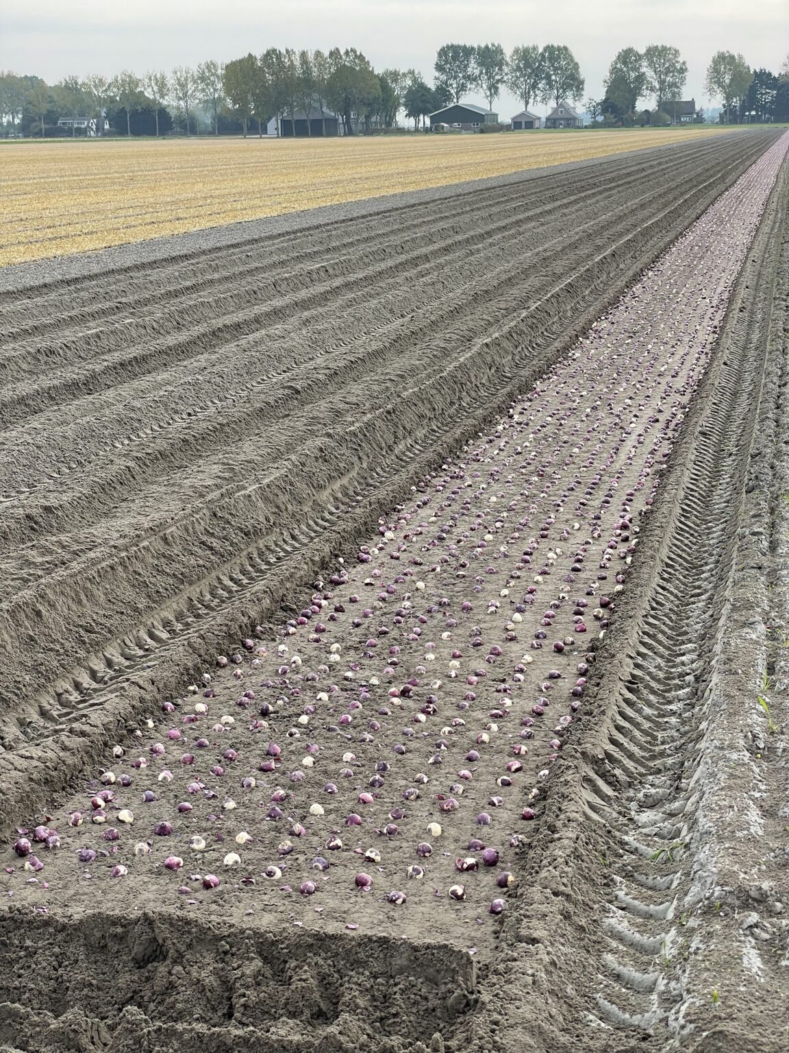 Five significant benefits of precision farming tools for bulb growers