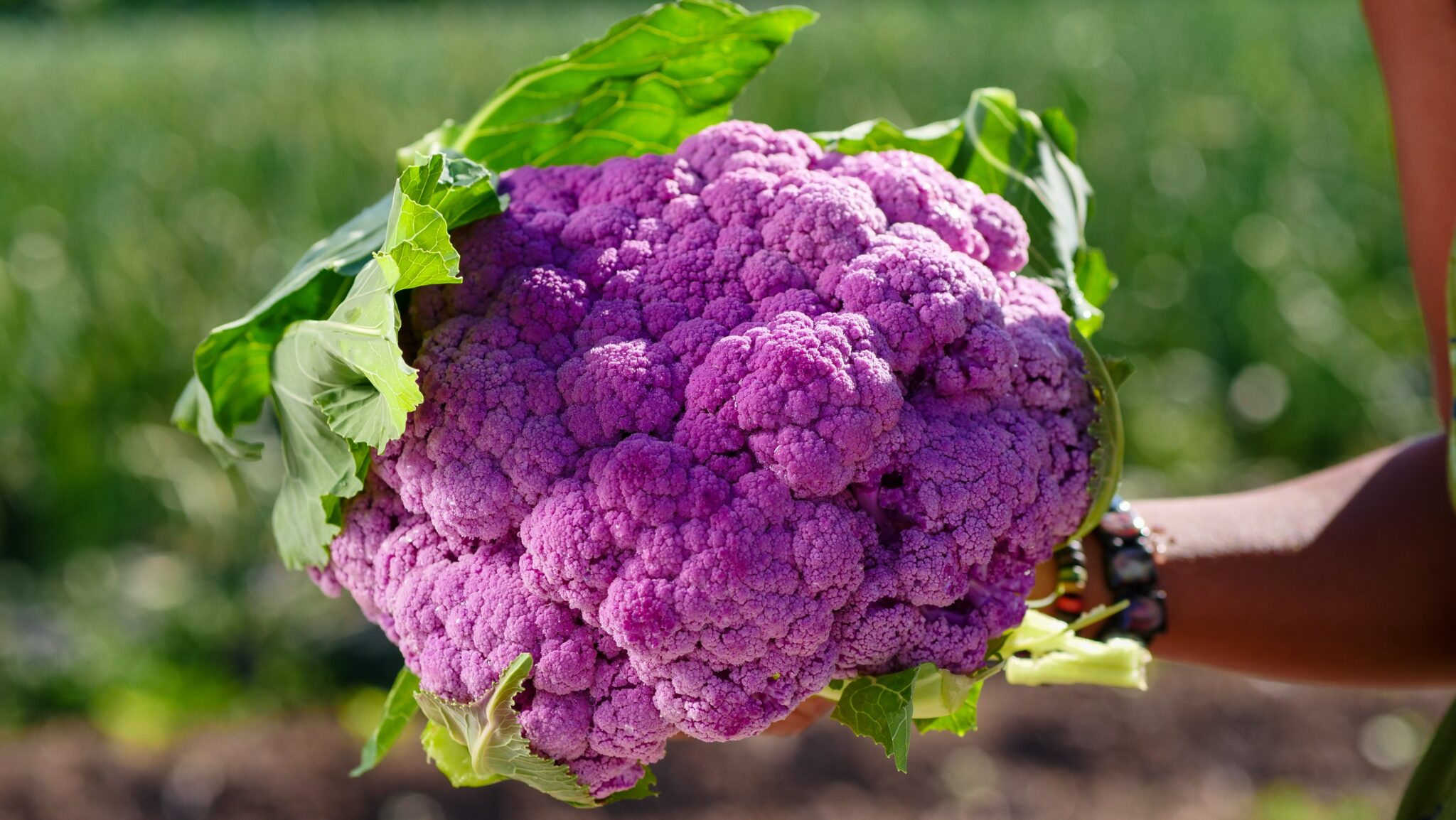 Better Farming Insights: Setting Yourself Up for Success