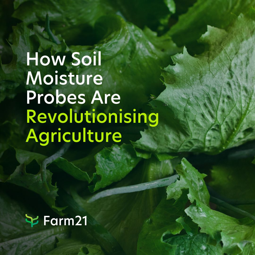 Soil Moisture Probes - Four Essential Factors to Look for