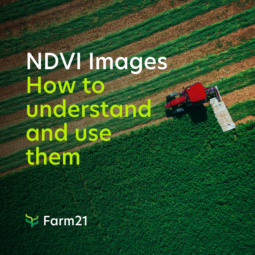 NDVI Images: Ultimate 3-Step Guide to Understanding & Using Them