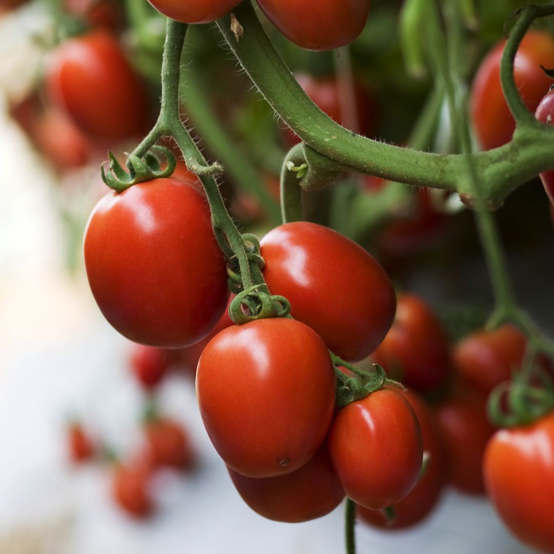 Biostimulants in Agriculture: Unlock Potential with Data-Driven Insights